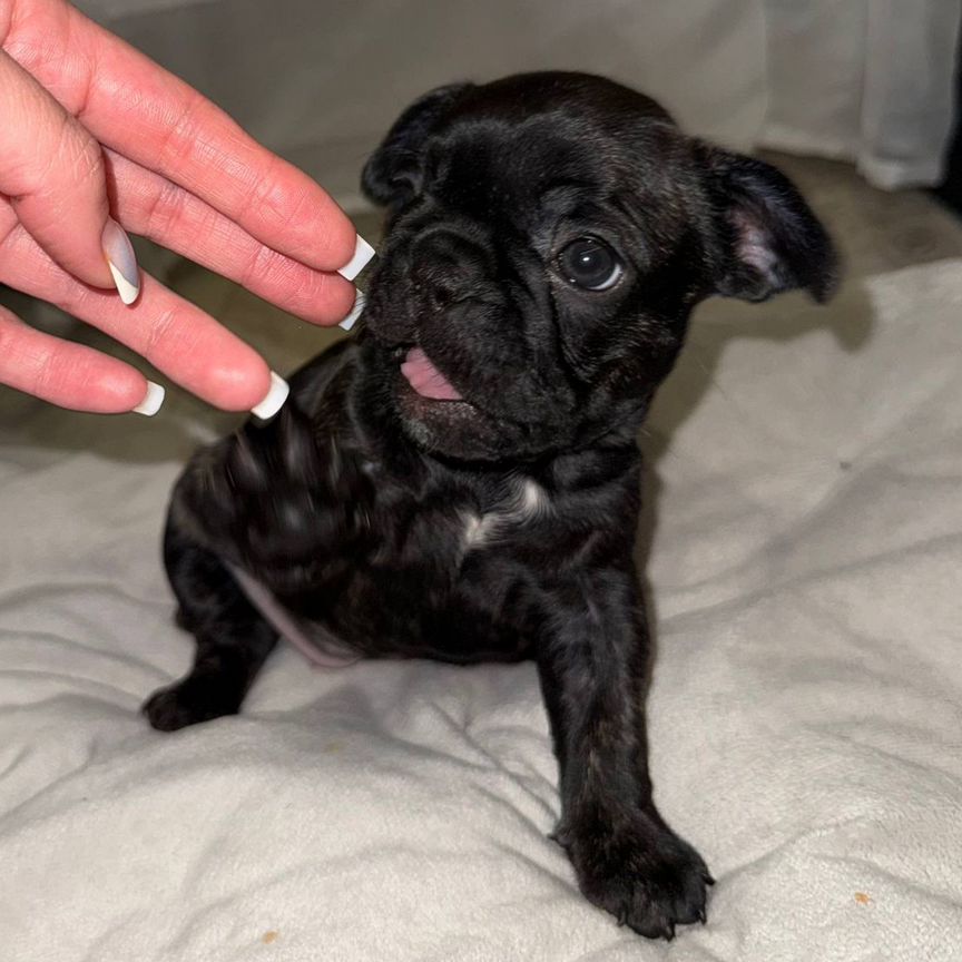 Французский бульдог, щенок