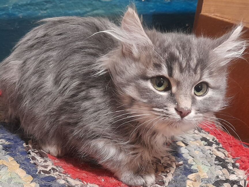 Котята ищут дом