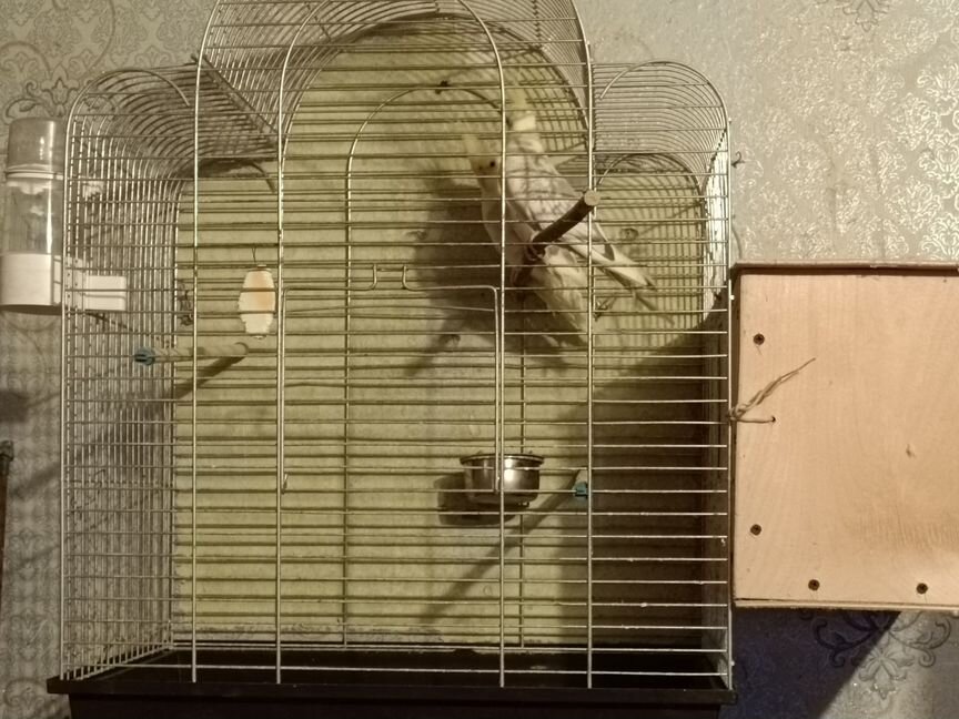 Попугаи карелла