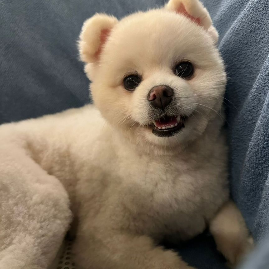 Померанский шпиц