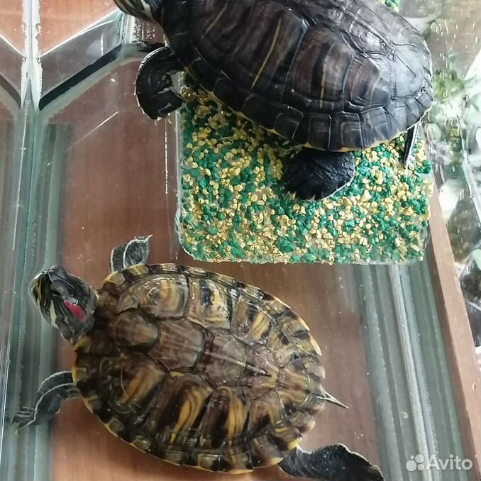 Красноухая черепаха с аквариумом