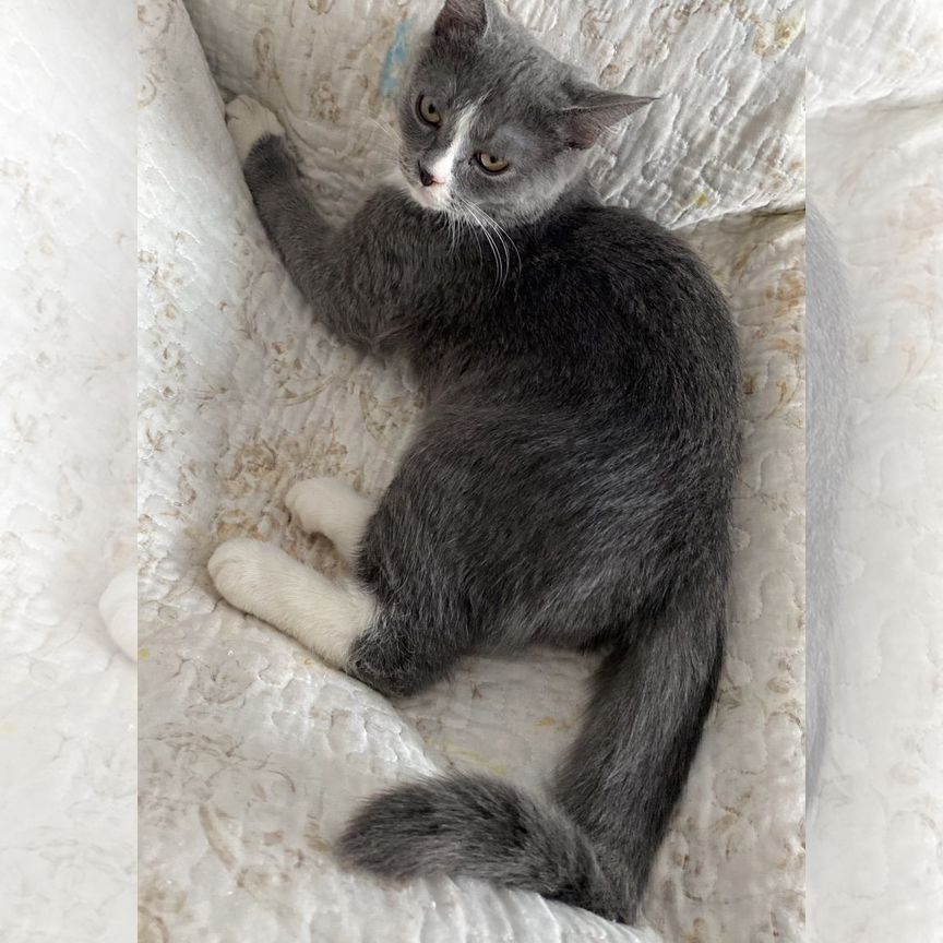 Шотландский прямоухий короткошёрстный котёнок