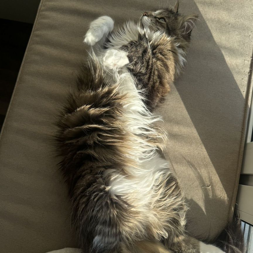 Кот люкс