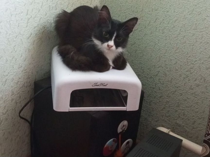 Отдам бесплатно кошку