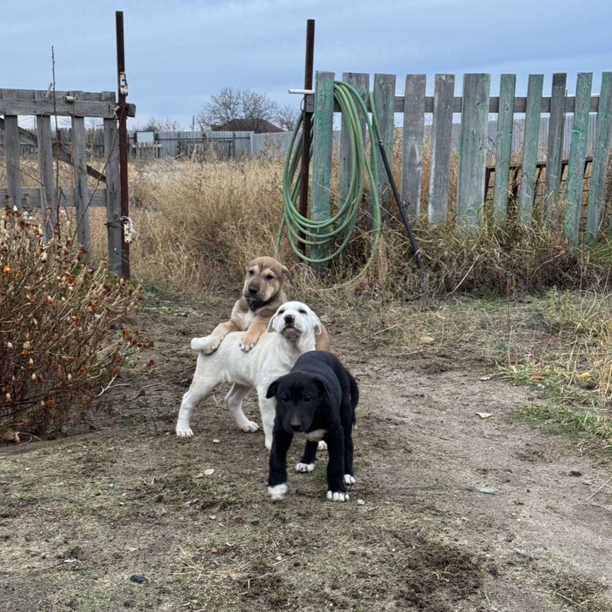 Щенок В добрые руки бесплатно