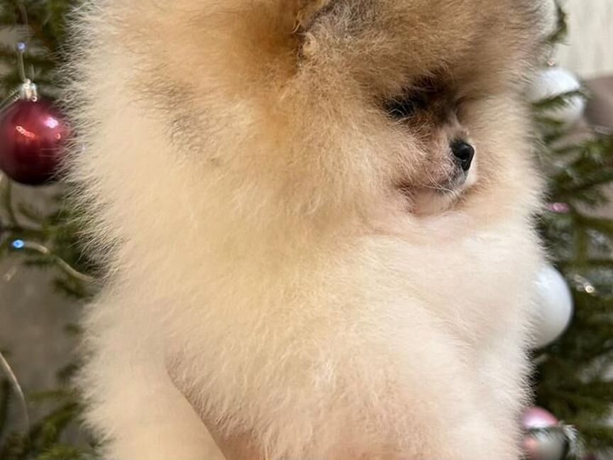 Шпиц мальчик померанец