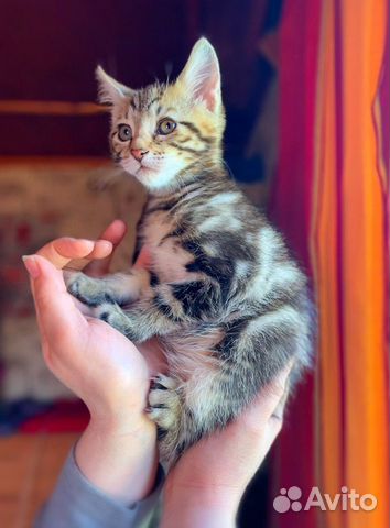 Котенок в добрые руки