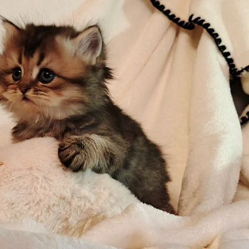 Британский длинношёрстный котёнок