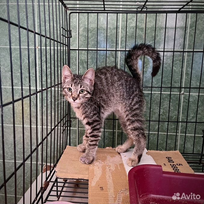 Милый полосатик