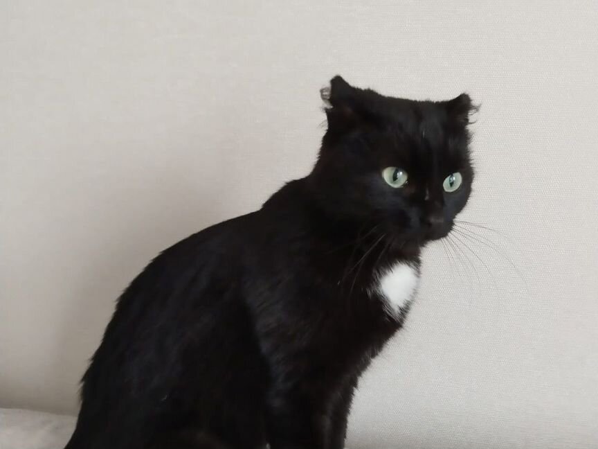 Найдена вислоухая кошечка