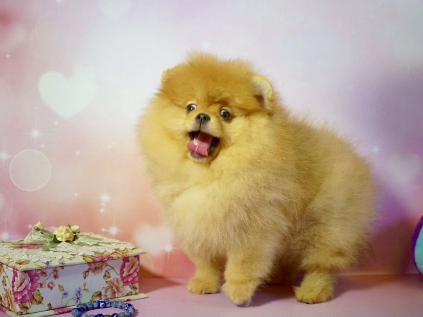 Померанский шпиц щенок Девочка