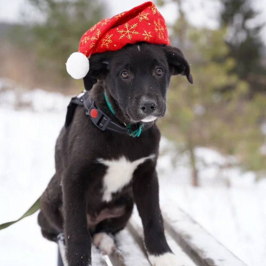 Щенок в добрые руки