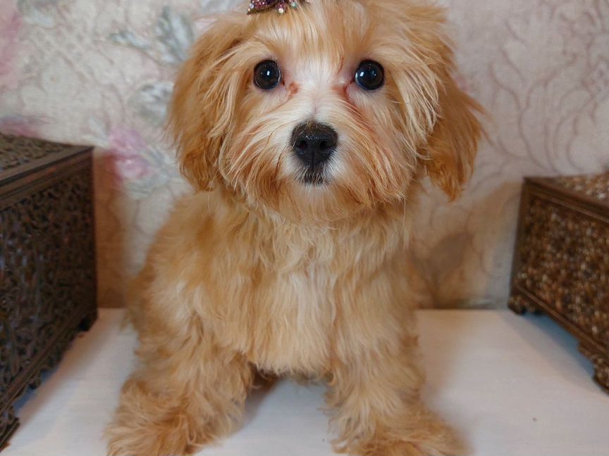 Мальтипуша девочка