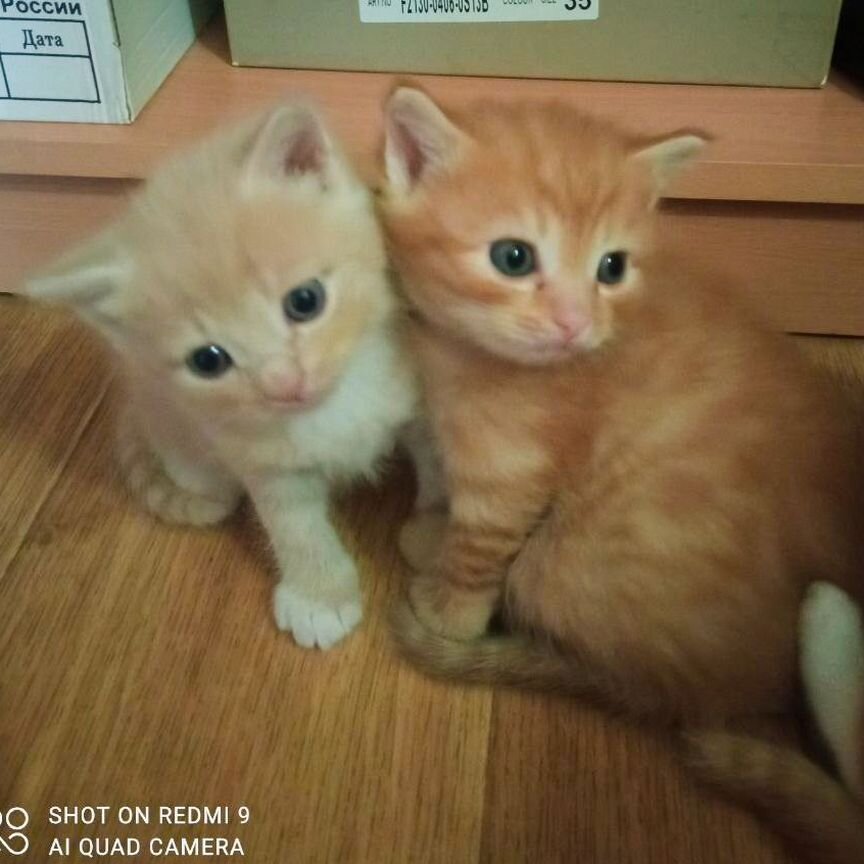 Отдам пушистых котят