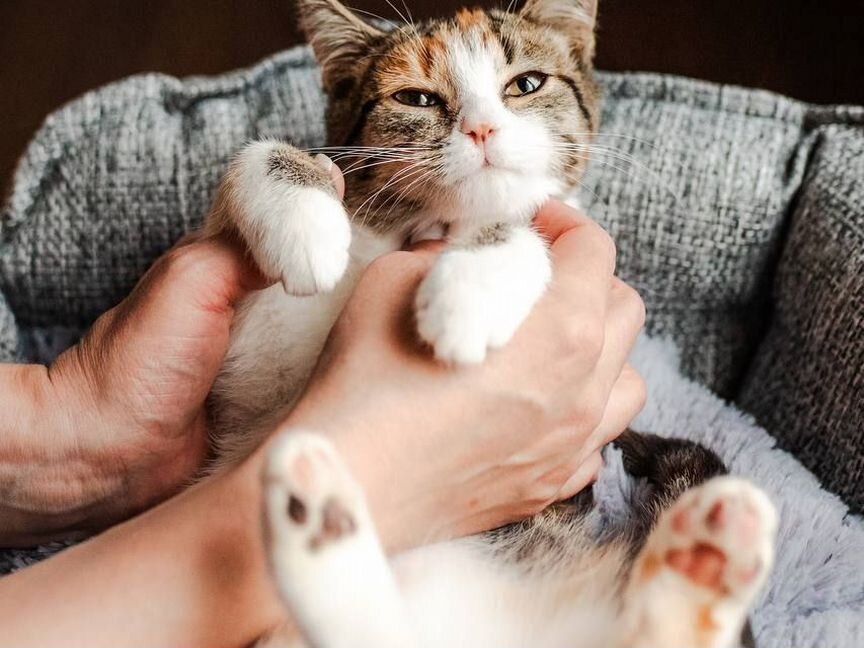 Котенок девочка в добрые руки