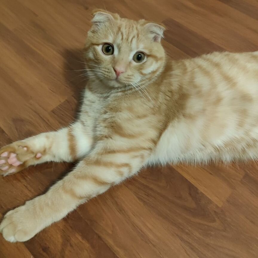 Шотландский вислоухий короткошёрстный котёнок