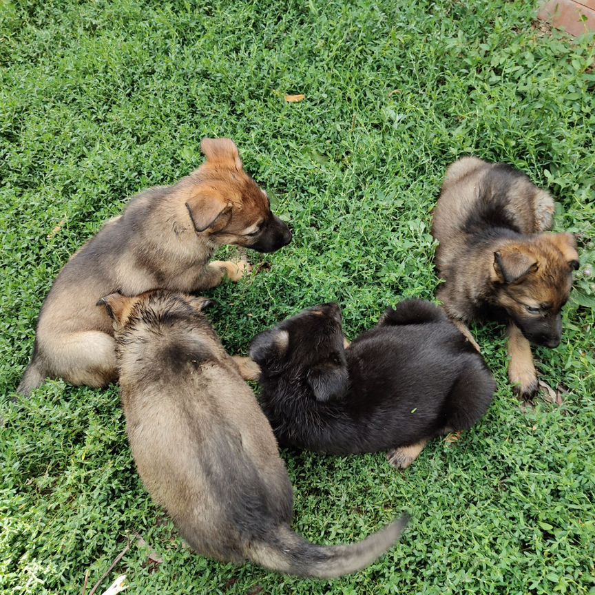 Щенки Немецкой овчарки