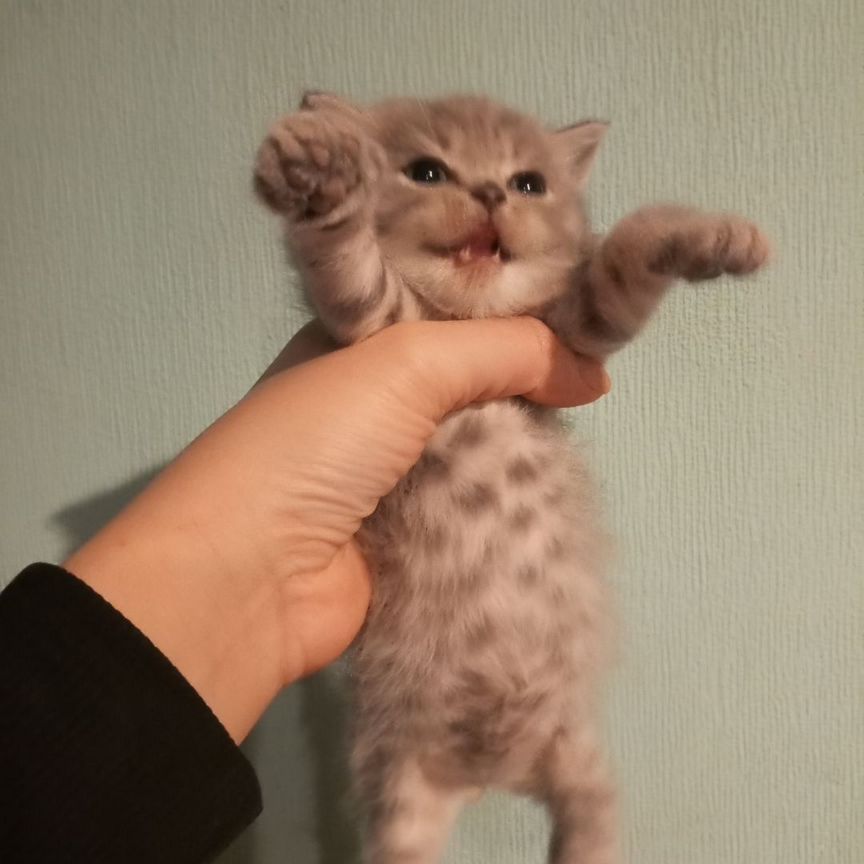 Шотландская