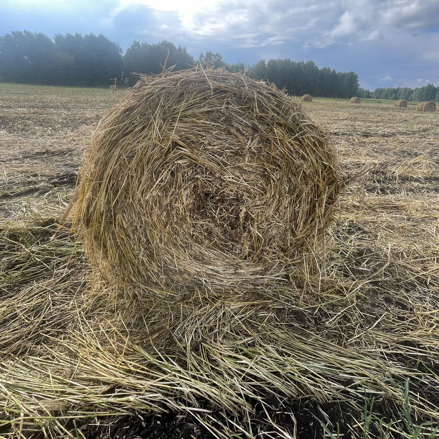 Не обмолоченный овес в рулонах