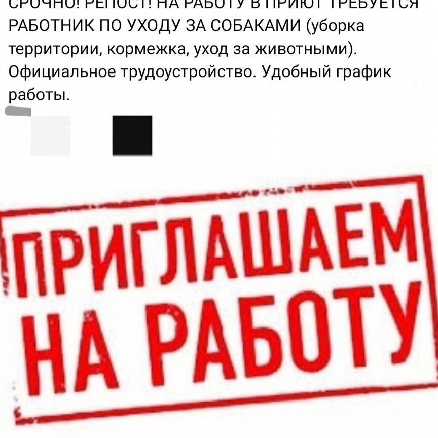 Работа в приюте для животных
