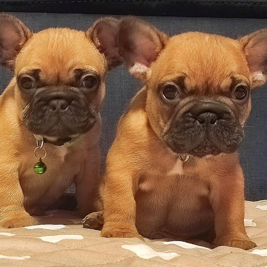 Французский бульдог щенки