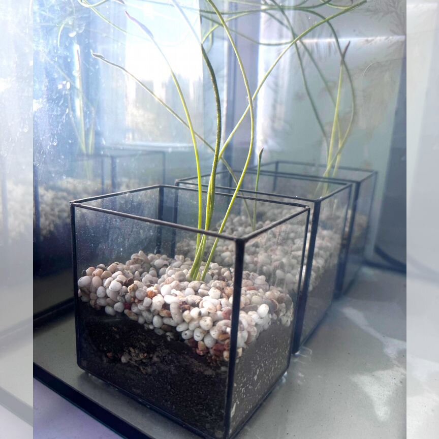 Аквариум с лотосами и оборудованием