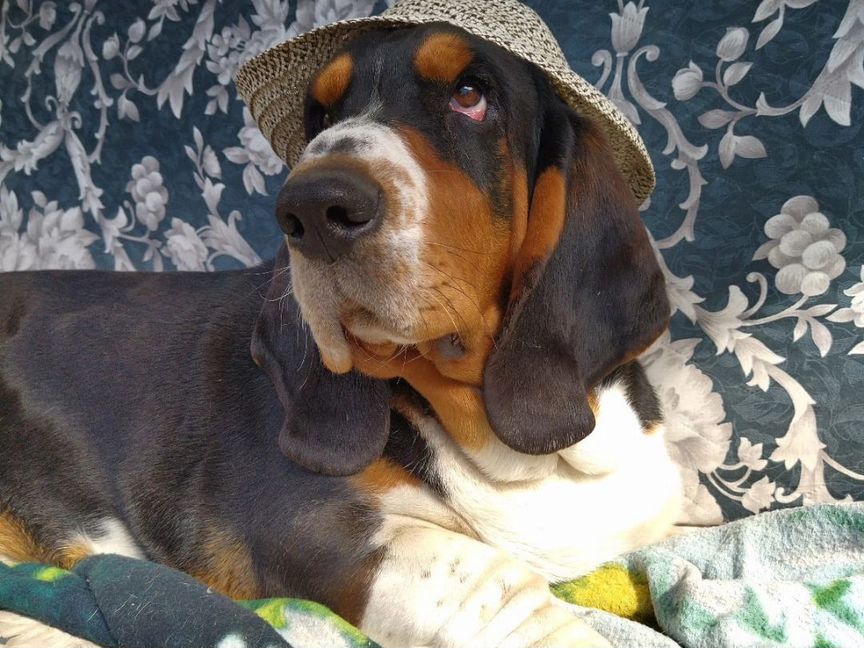 Бассет хаунд вязка кобель