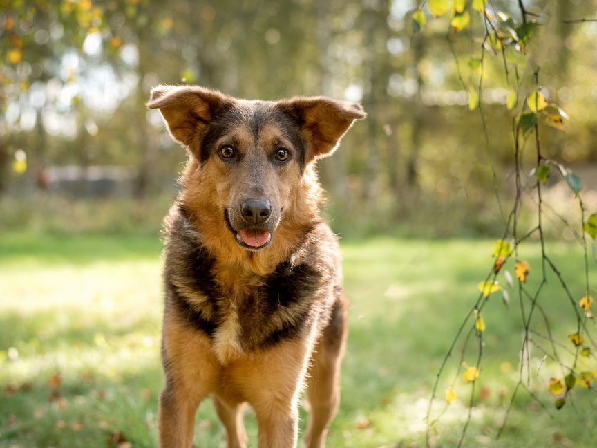 Айва в добрые руки