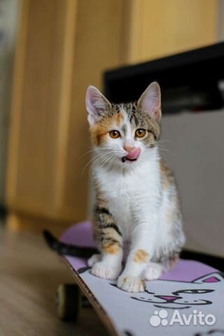 Лайма-трехцветный котенок в дар