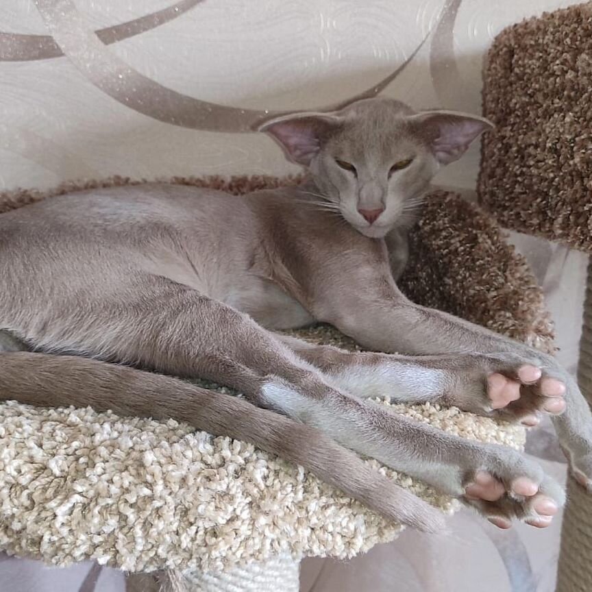 Ориентальный кот
