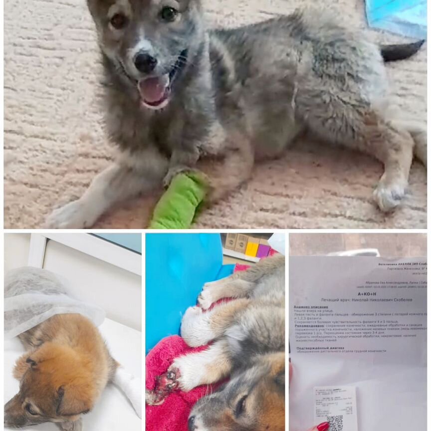 Марта ищет дом