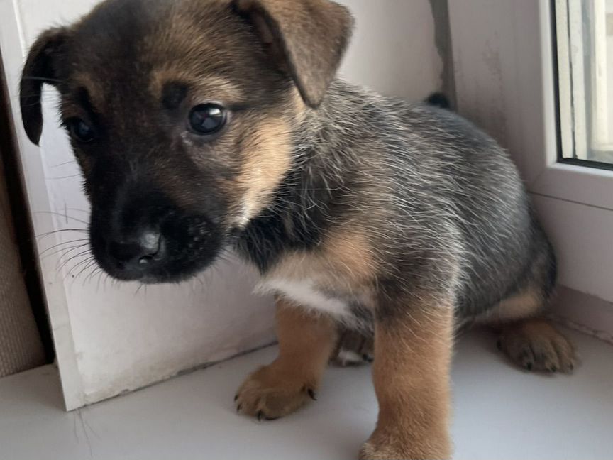 Милые щеночки в самые добрые руки