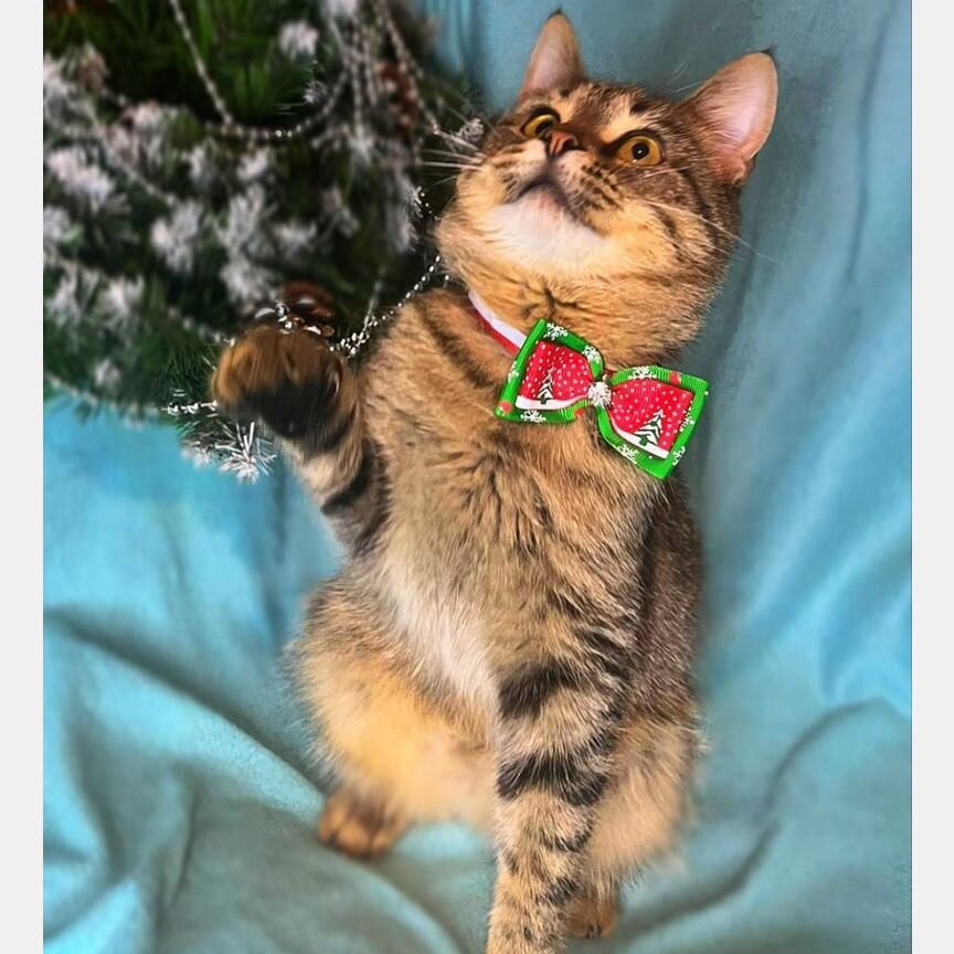 Котенок ласкуша