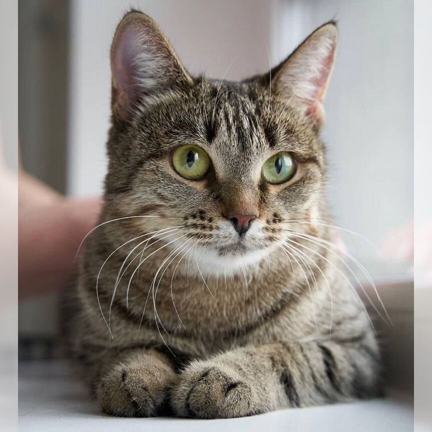 Взрослая, кошка в добрые руки