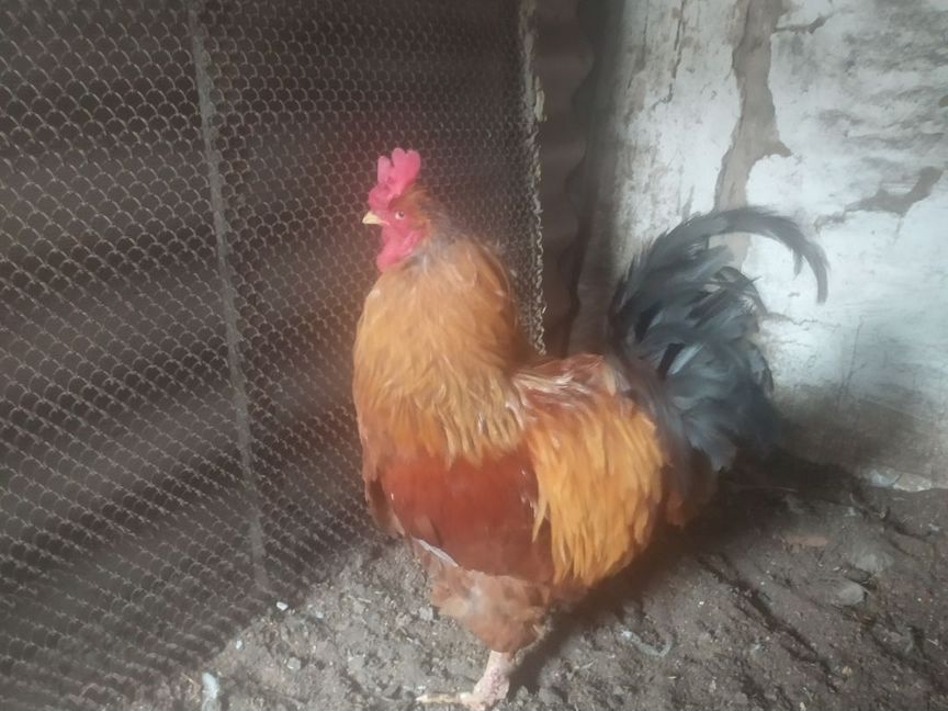 Куры петухи