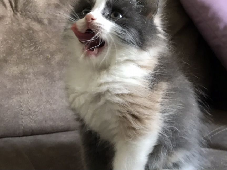 Котенок девочка