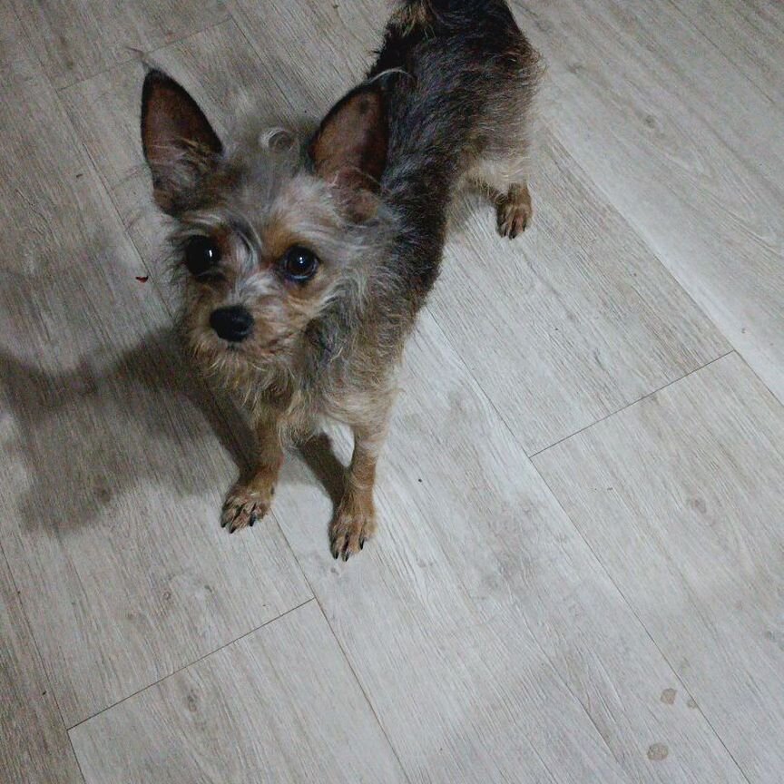 Йоркширский- терьер мальчик