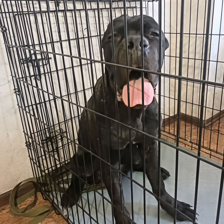 Кане-корсо, щенок