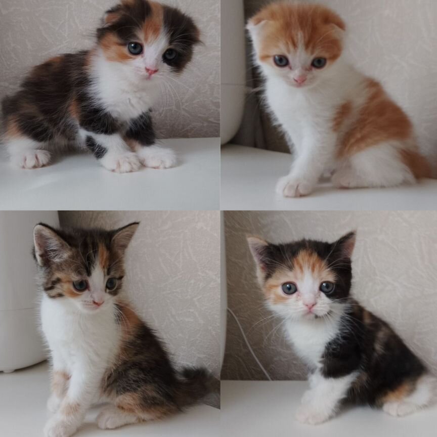 Шотландские котята