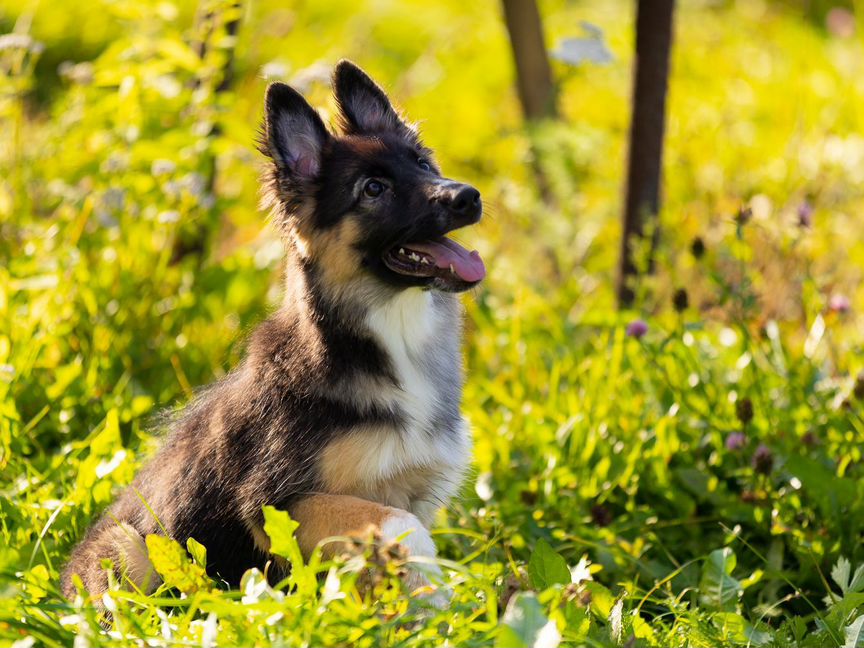 Фрида, щенок метис Овчарки