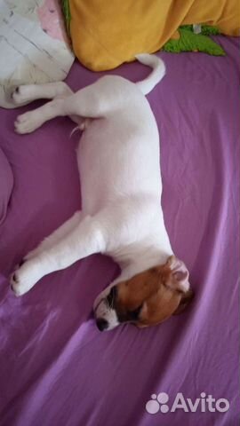 Собаки щенки