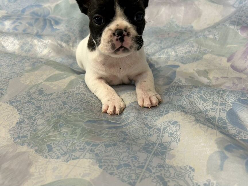 Французский бульдог