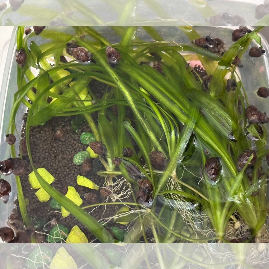 Улитки мелании и водоросли в дар