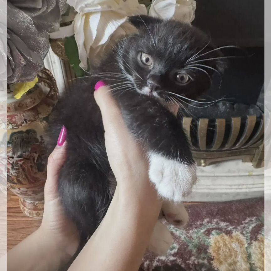 Шотландский вислоухий короткошёрстный котёнок
