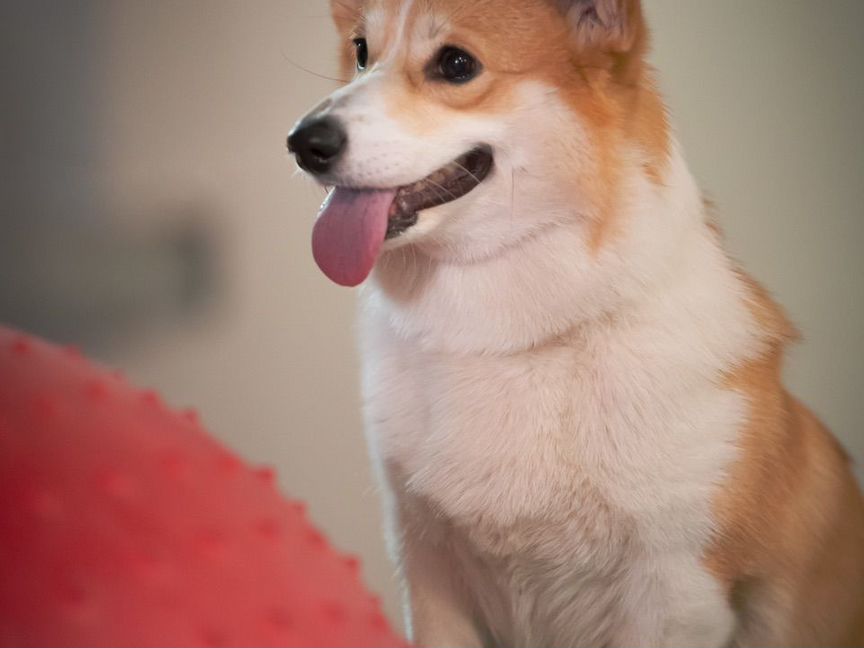 Взрослая сука Вельш Корги Пемброк с родословной