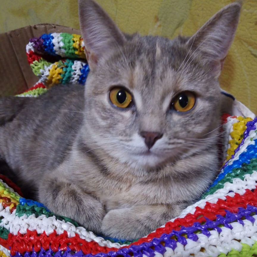 Британская короткошёрстная, взрослая кошка