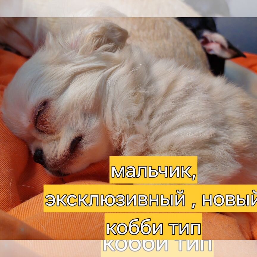 Суперкобби щенки чихуахуа