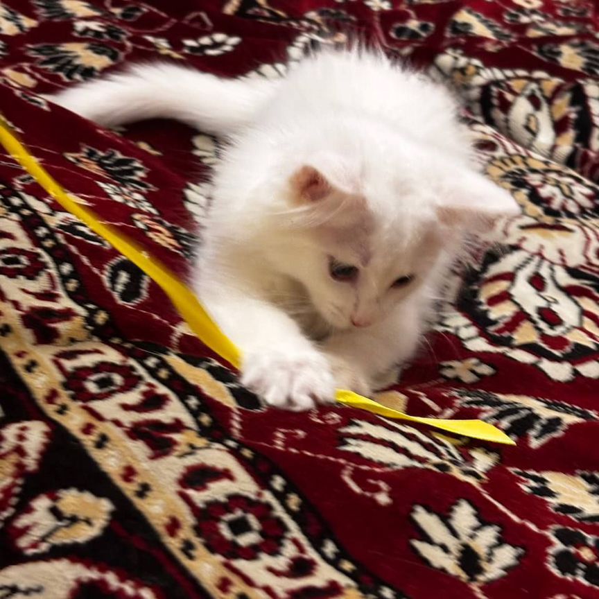 Шотландский прямоухий длинношёрстный котёнок