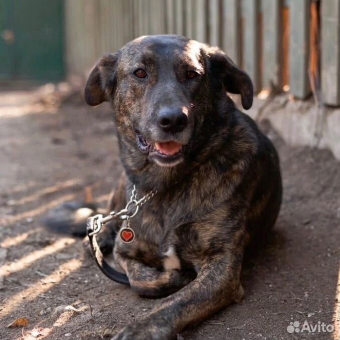 Тайгер ищет дом