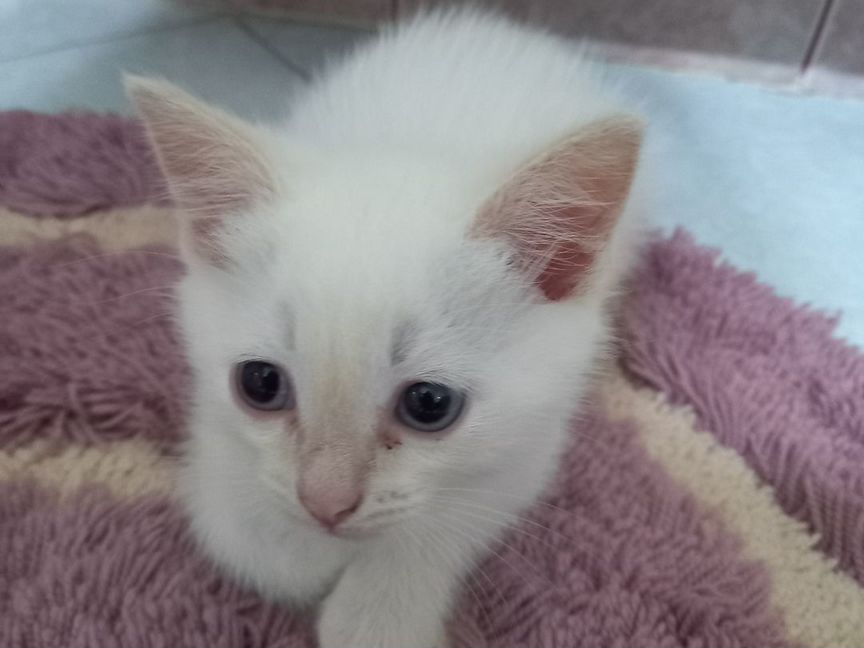 Отдам в добрые руки